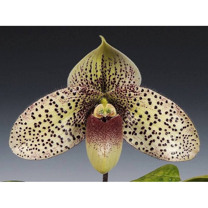 Орхидея Paph. Bellatulum x Sukhakulii 1,7 - купить, доставка Украина